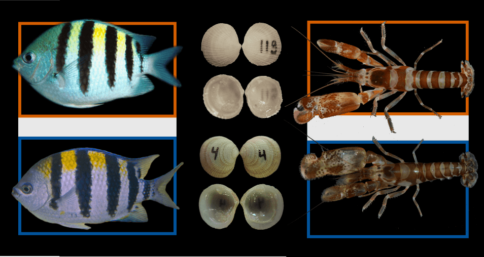 Geminates | Istmobiome