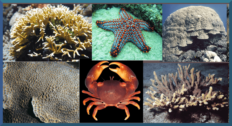 Corals & other macro-invertebrates of the Eastern Pacific coast of ...