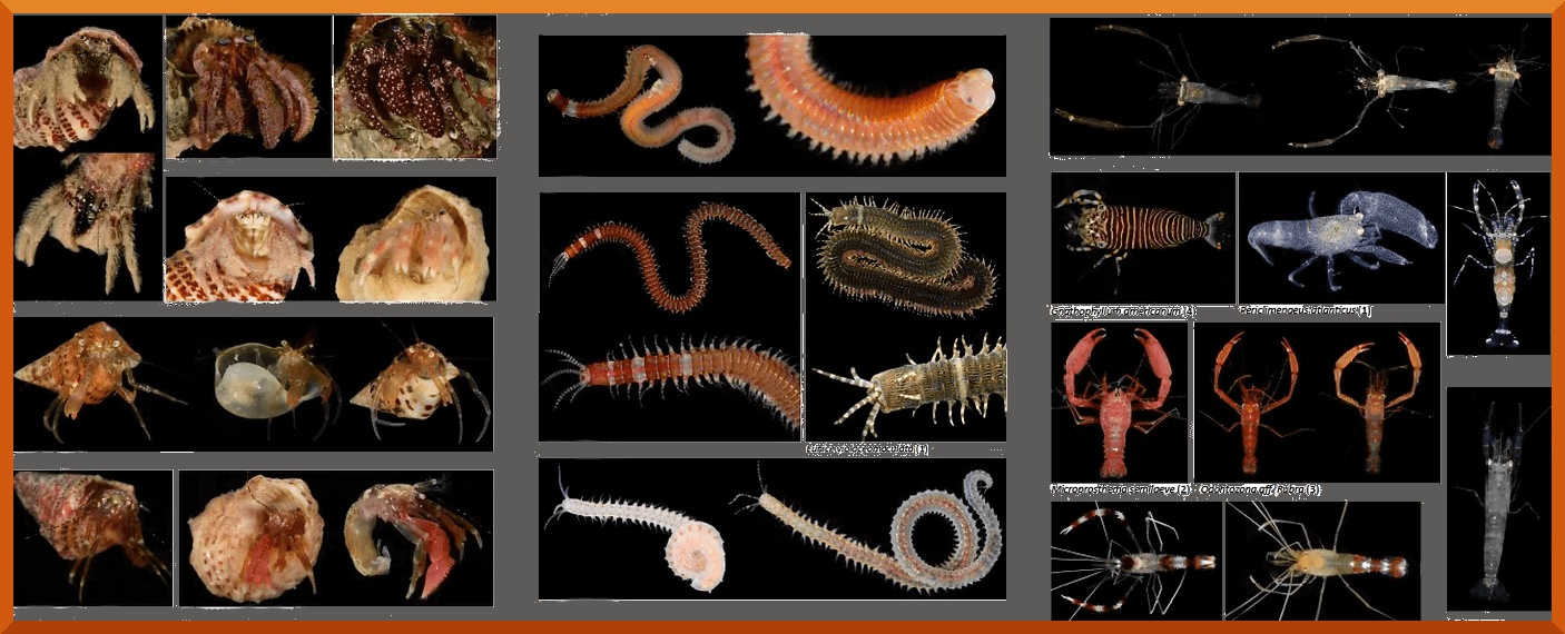 Cryptobenthic invertebrates of the Caribbean coast of Panama | Istmobiome